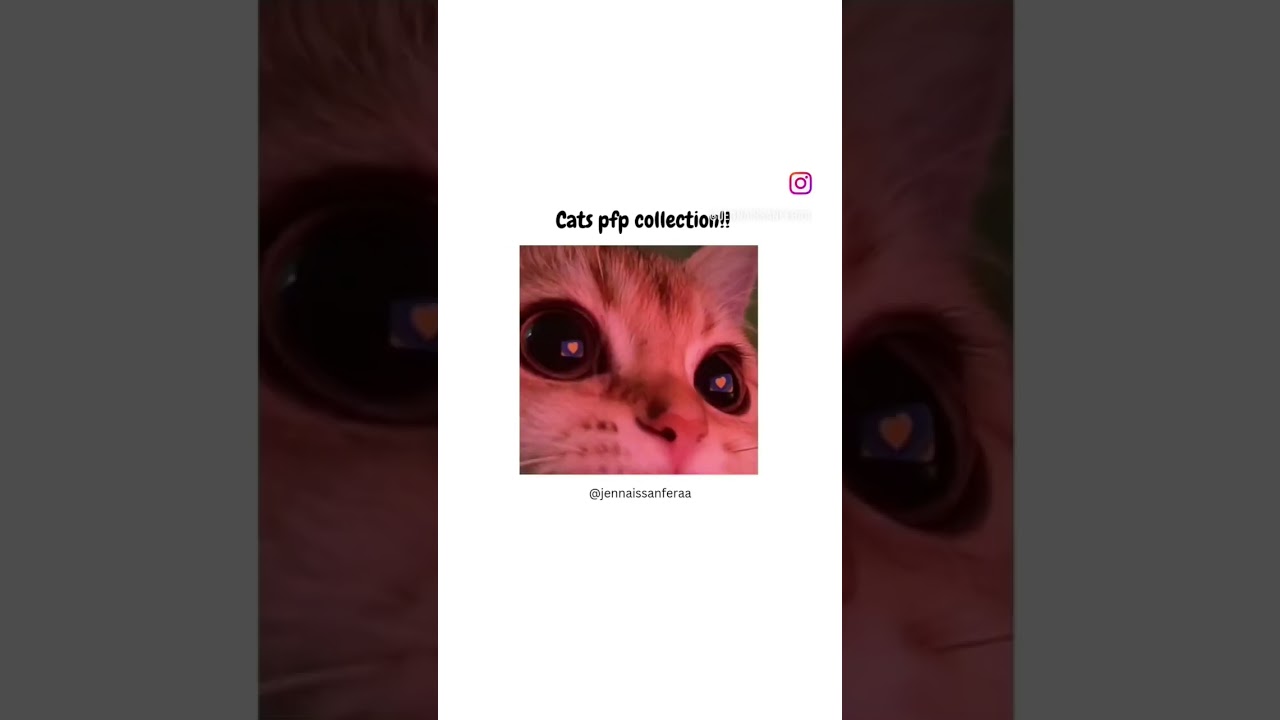 cats pfp collection!! (cat profile picture collection) ♥︎