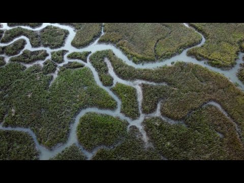Spartina and the Coastal Salt Marsh