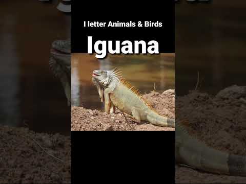 I Letter Animals & Birds!! Animals With Images!! I Letter Animals & Birds @sakala-multicolours.