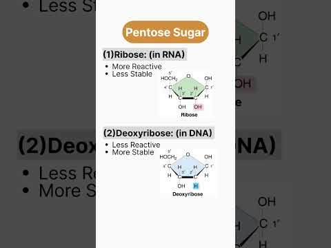 Pentose Sugar #biomolecules #biology #dna #rna #neet #neet2023 #molecularbiology #education