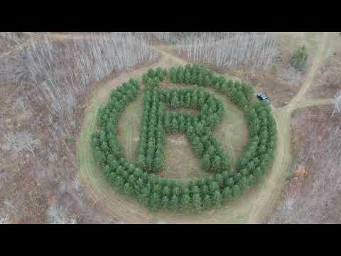Fun times with red pines