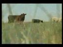 Dennis Thaler, Cow/calf, yearling and feedlot operator