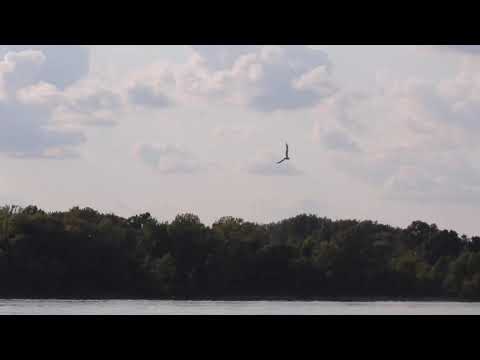 Parasitic Jaeger 9-18-21
