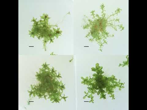 Ecotype | Wikipedia audio article
