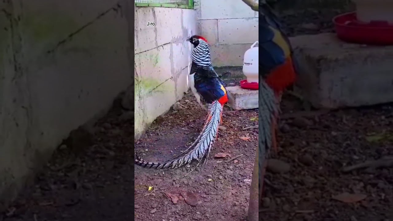 Ayam Hias American Silky Berkualitas, Cocok untuk Koleksi#JualAyamSilky #AyamSilkyMurah#JualAyamHia