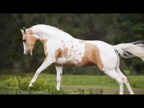 Let's know about American Quarter horse🐴 | How American Quarter horses look like🐎 | ( In English)♥️🐴