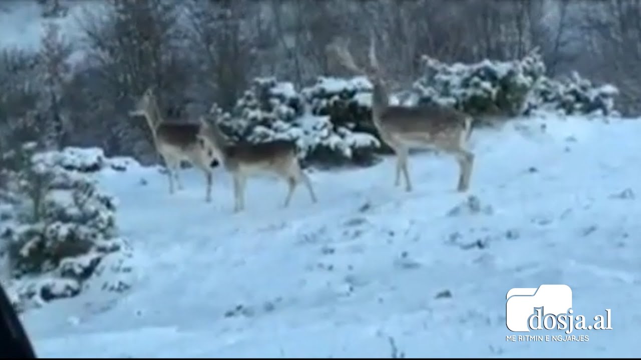 Mahnitëse! Sorkadhet e bukura dalin pranë rrugës në Dardhë, nuk tremben nga automjetet që kalojnë!