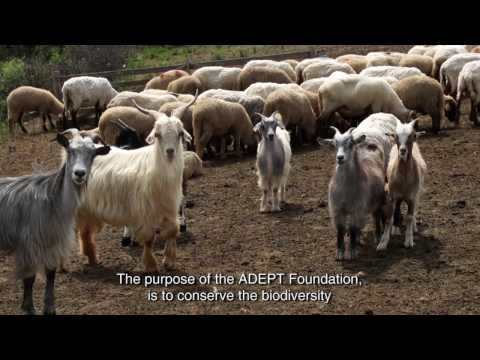 Model Sheepfold