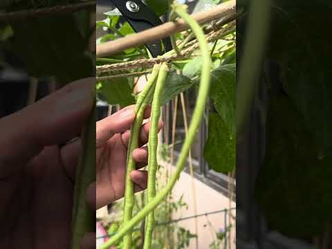 Harvesting Okra and String Beans