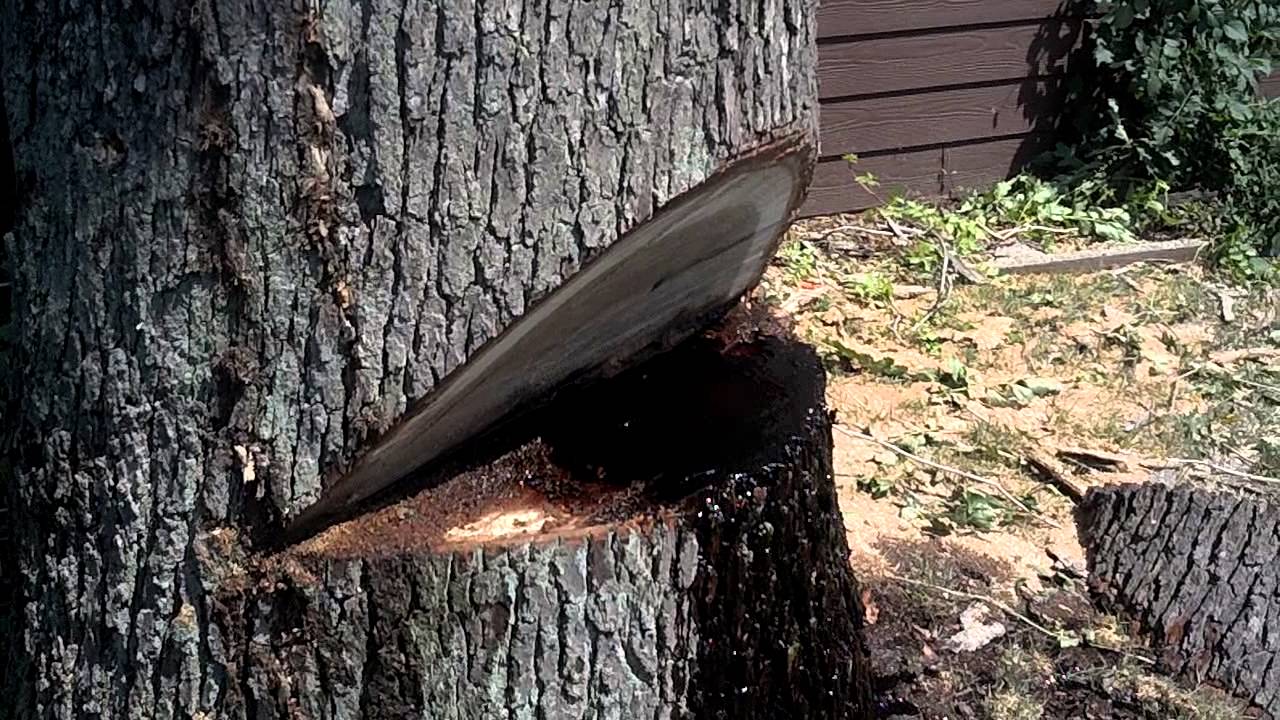 Bleeding Tree.mp4