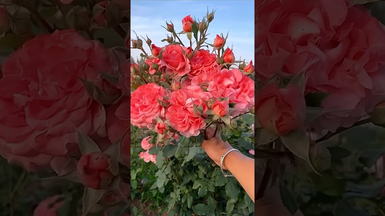Harvesting super rose flowers