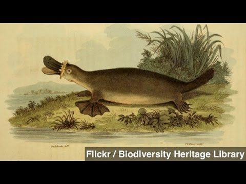 Giant platypus fossil discovery in Australia | Dear Kitty. Some blog