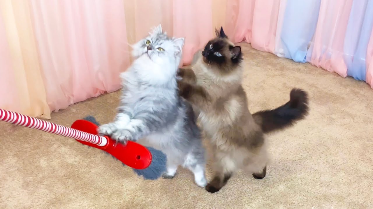 The Savitsky Cats - Performing Cats - Cats for Movies and Commercials