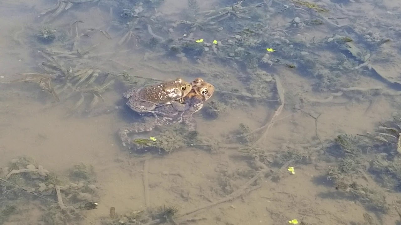 American Toads Calling and Mating