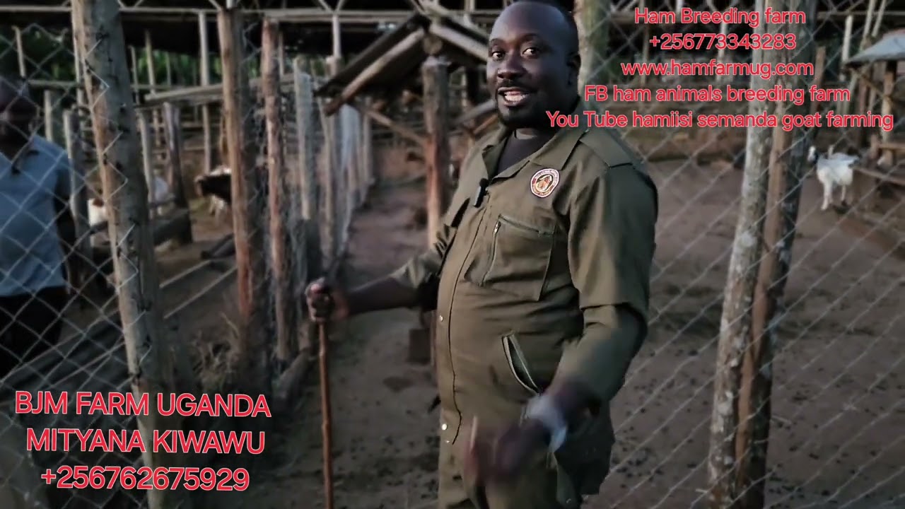 every farmer must watch practical master plan of zero grazing in goats  ( total zero grazing  part 2