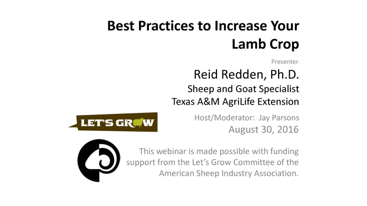 Best Practices for Lambing (18)