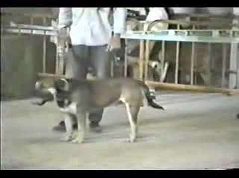 1997 Mono Duc/ brother of Titan son of Chimo