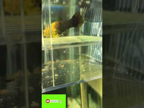 Molly fish live birth