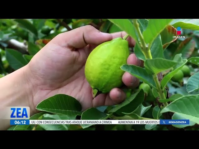 Guayaba de Calvillo, la más grande y dulce de todo México