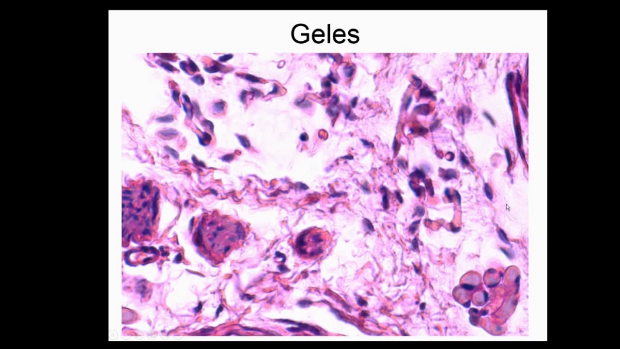 Components of animal tissues - Basic Tissues - Online Course 2-001