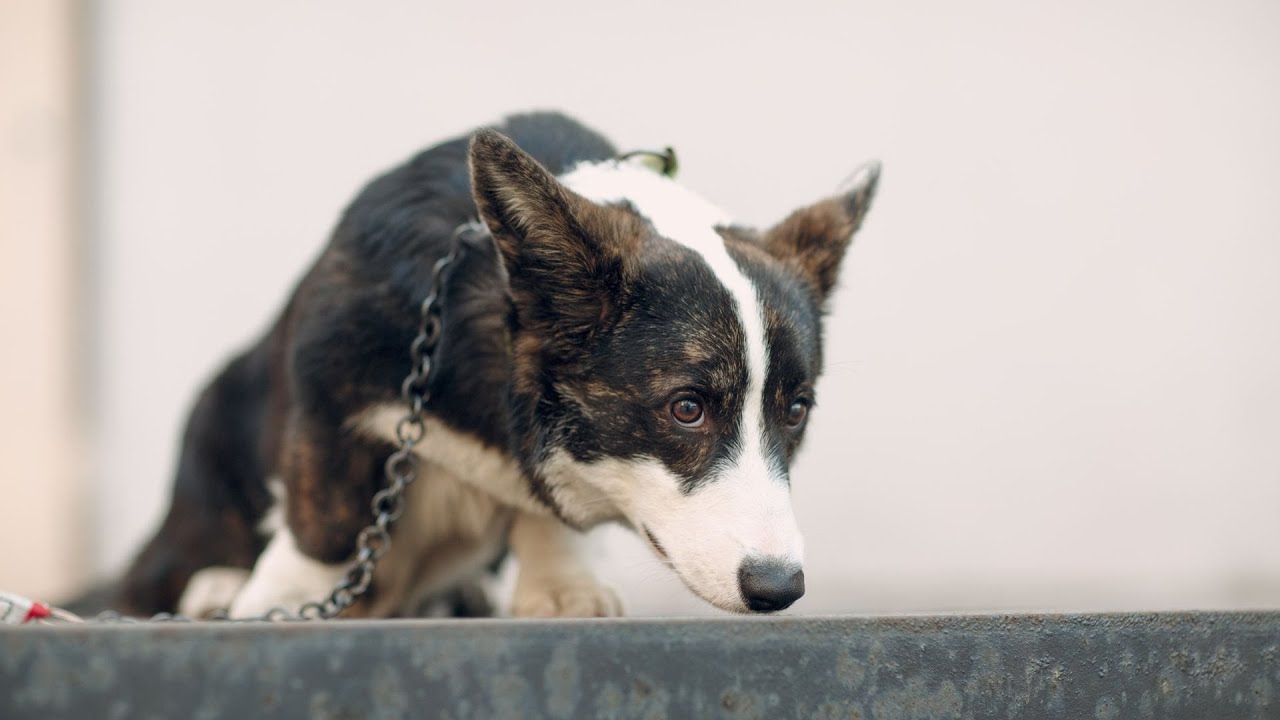 Explore the Stunning Coat Colors of Cardigan Welsh Corgis