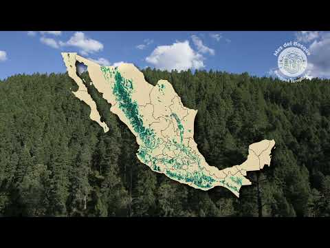 Los Bosques Templados | Comisión Nacional Forestal | Gobierno | gob.mx