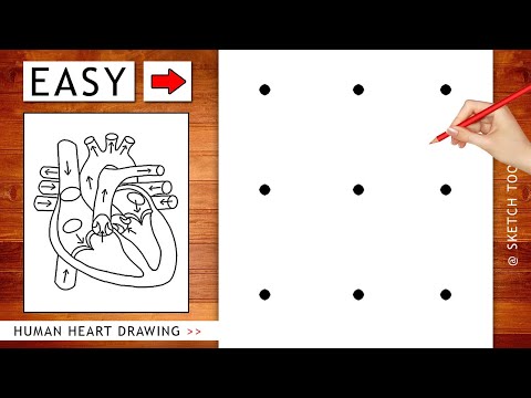Class 10 Human Heart Diagram easy - Class 10 Human heart drawing outline easy - easy heart drawing