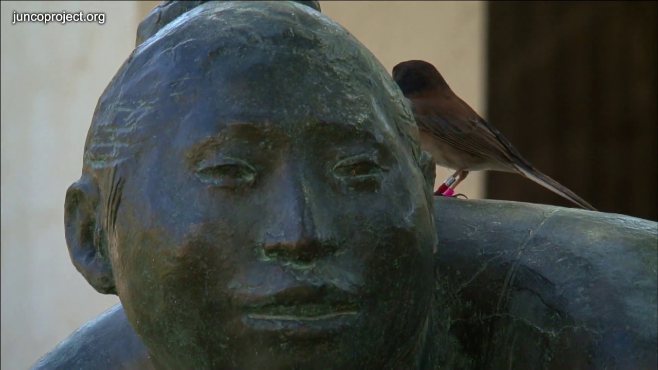 The Evolution of Juncos: Adapting to Urban Environments | Galaxy.ai