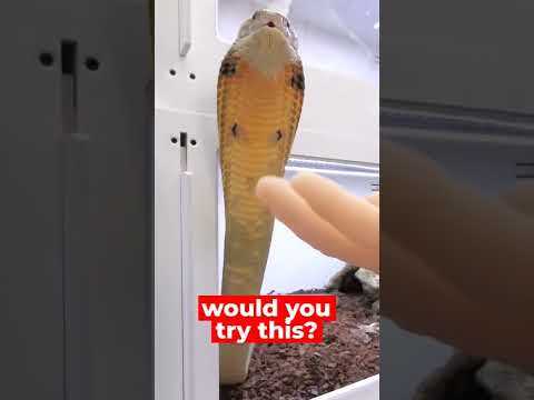 how to safely pet a king cobra ( Venomous Snake )