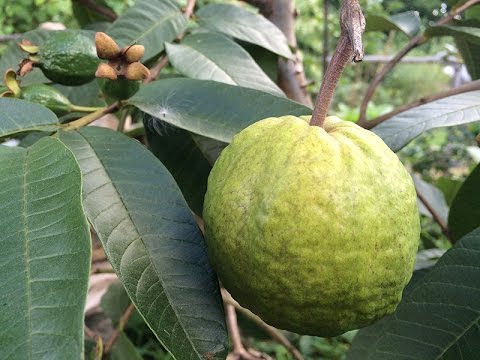 Growing Guava ‘Ruby Supreme’ in a Container