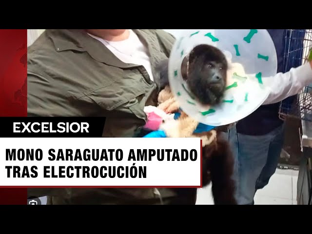 Un misterio, quién autorizó amputación de hembra de mono saraguato en ...