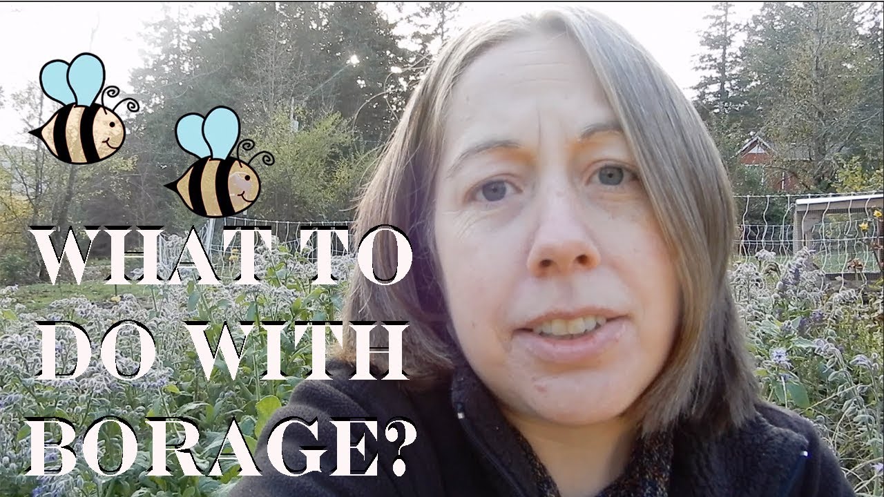 Culinary and Medicinal Uses for Using Borage