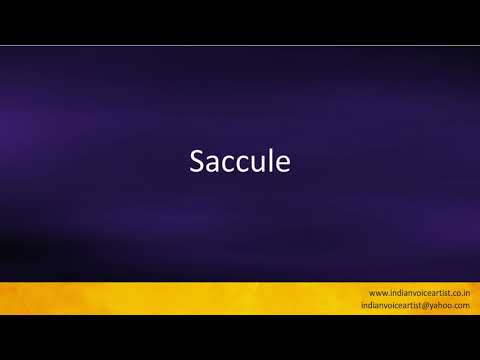Pronunciation of the word(s) "Saccule".