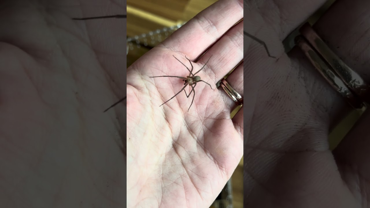 Handling the Brown Recluse Spider - Are they really *that* dangerous?!