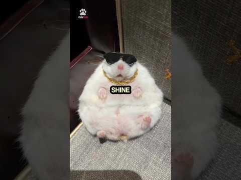 Hamsters are most active at night‼️