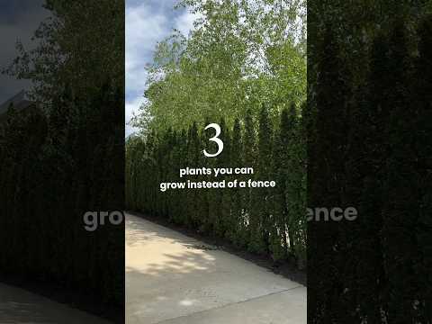 Best trees for creating a privacy screen #landscaping #trees #garden