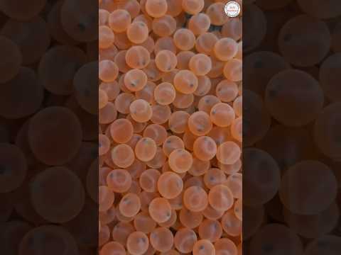 Fish Egg #infowonders #facts #tamil #shorts
