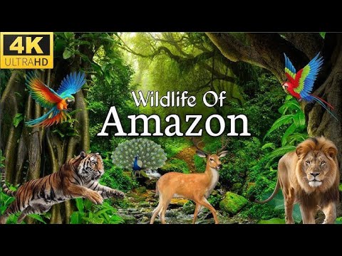 Wow Amazing Wildlife of Amazon 4k - Animals ! Amazon rainforest animals Relaxiition Film ❤️🙏