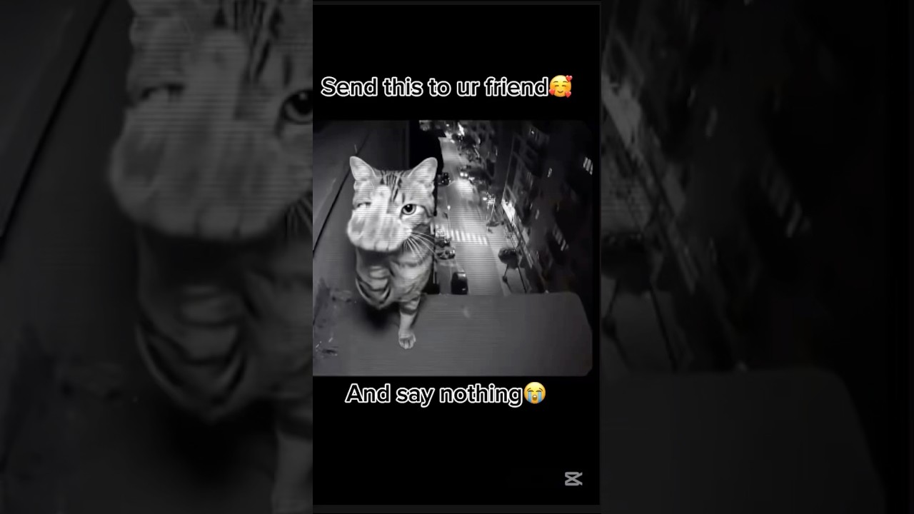 Send the is to ur friend and say nothing #funny #memes #cat