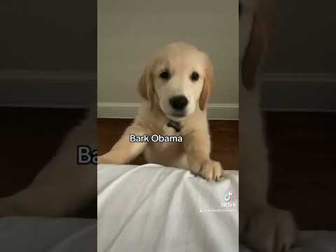 Puppy names all recent presidents 🇺🇸 #puppy #dog #goldenretriever #golden #cute #fyp #president