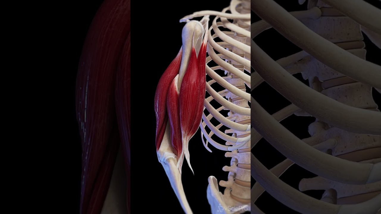 Anatomy and motion of your Biceps  #anatomy #meded #animation