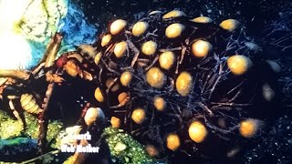 If You Have Trypophobia Please Don't Watch This at Skyrim Special ...