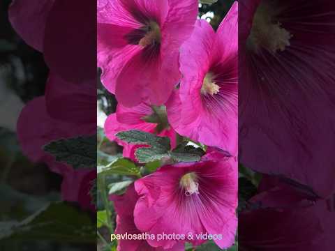 Bountiful flower good morning my friend #greece