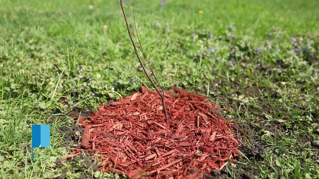 Tiny Tree Planting Instruction