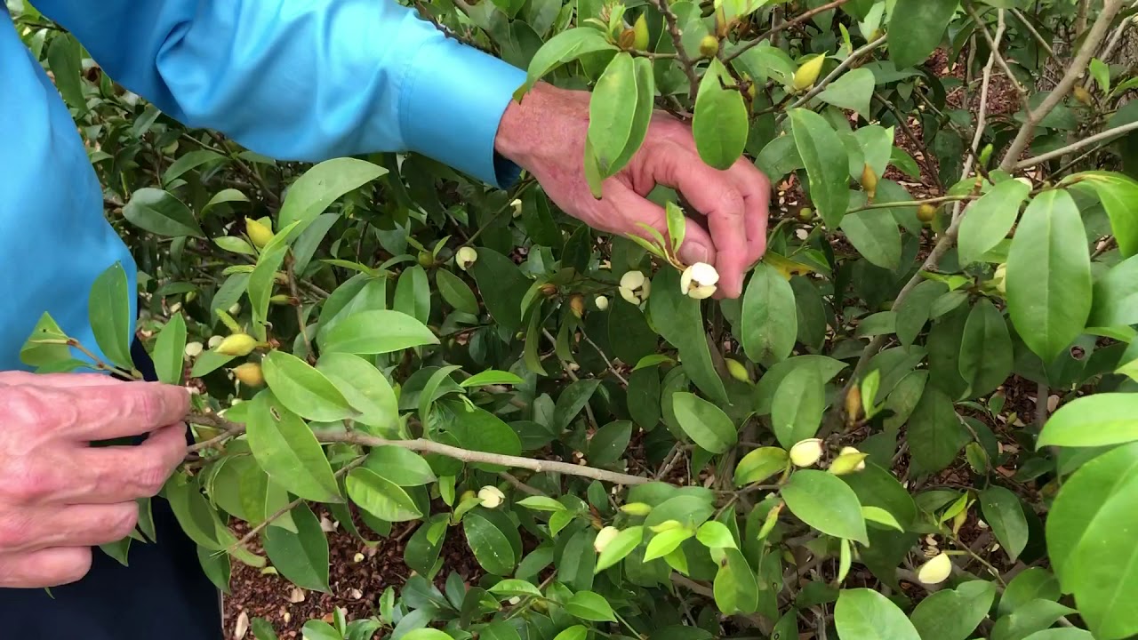 Plant Features: Banana Shrub