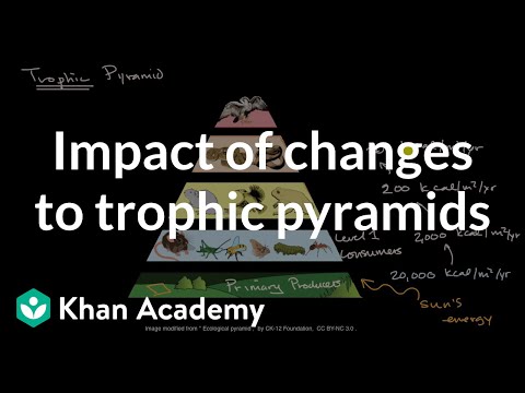Impact of changes to trophic pyramids | High school biology | Khan Academy