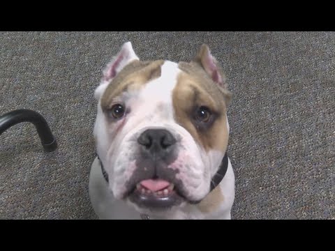 Bolo the adopted dog, provides stress release and comfort to emergency dispatchers: Ready Pet GO!