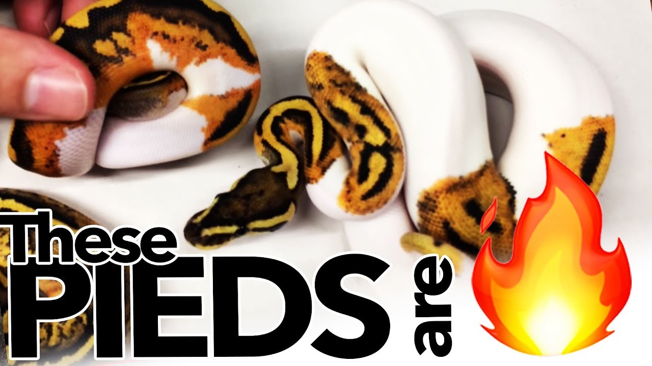 INSANE PIEBALD COMBOS! - Morphs 101 (2014)