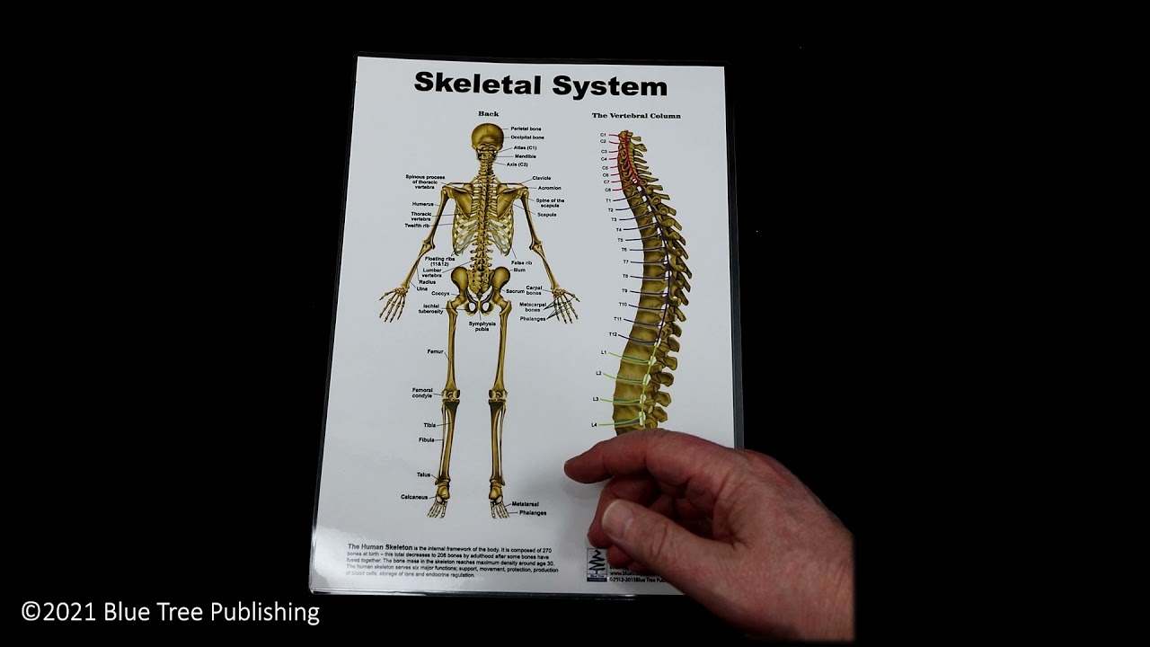 Skeletal System Anatomical Chart