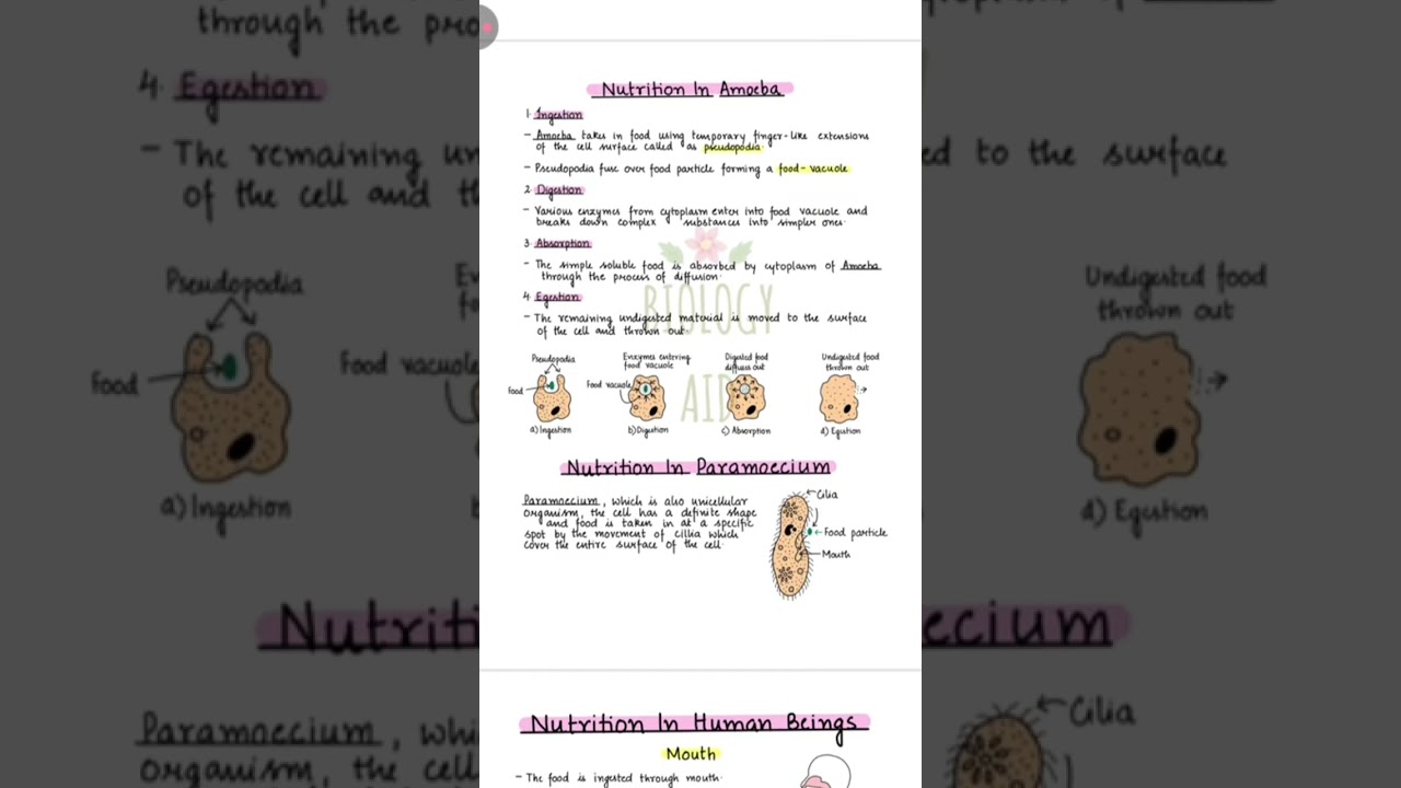 Life Processes Notes Class 10 Biology